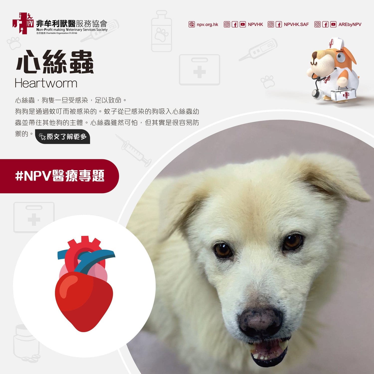 心絲蟲 – NPWe Shop